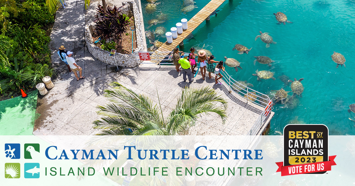 Cayman Turtle Centre: Island Wildlife Encounter