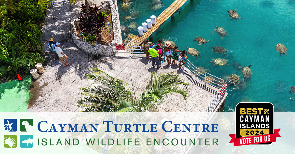 Cayman Turtle Centre: Island Wildlife Encounter